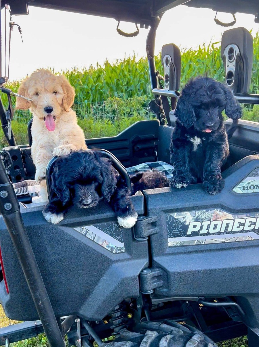 Available Bernedoodles – Kennel in the Pines