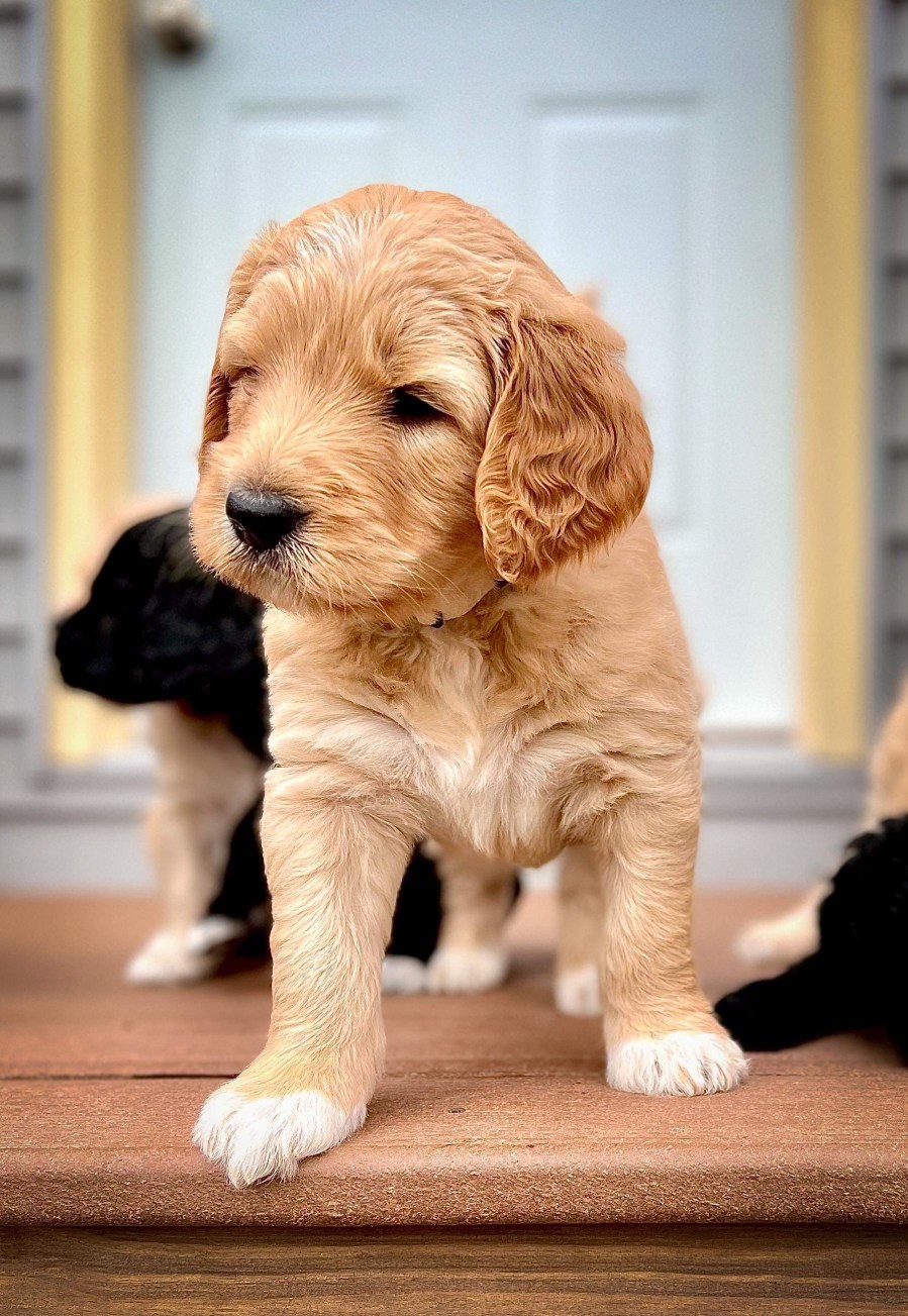 Available Bernedoodles – Kennel in the Pines