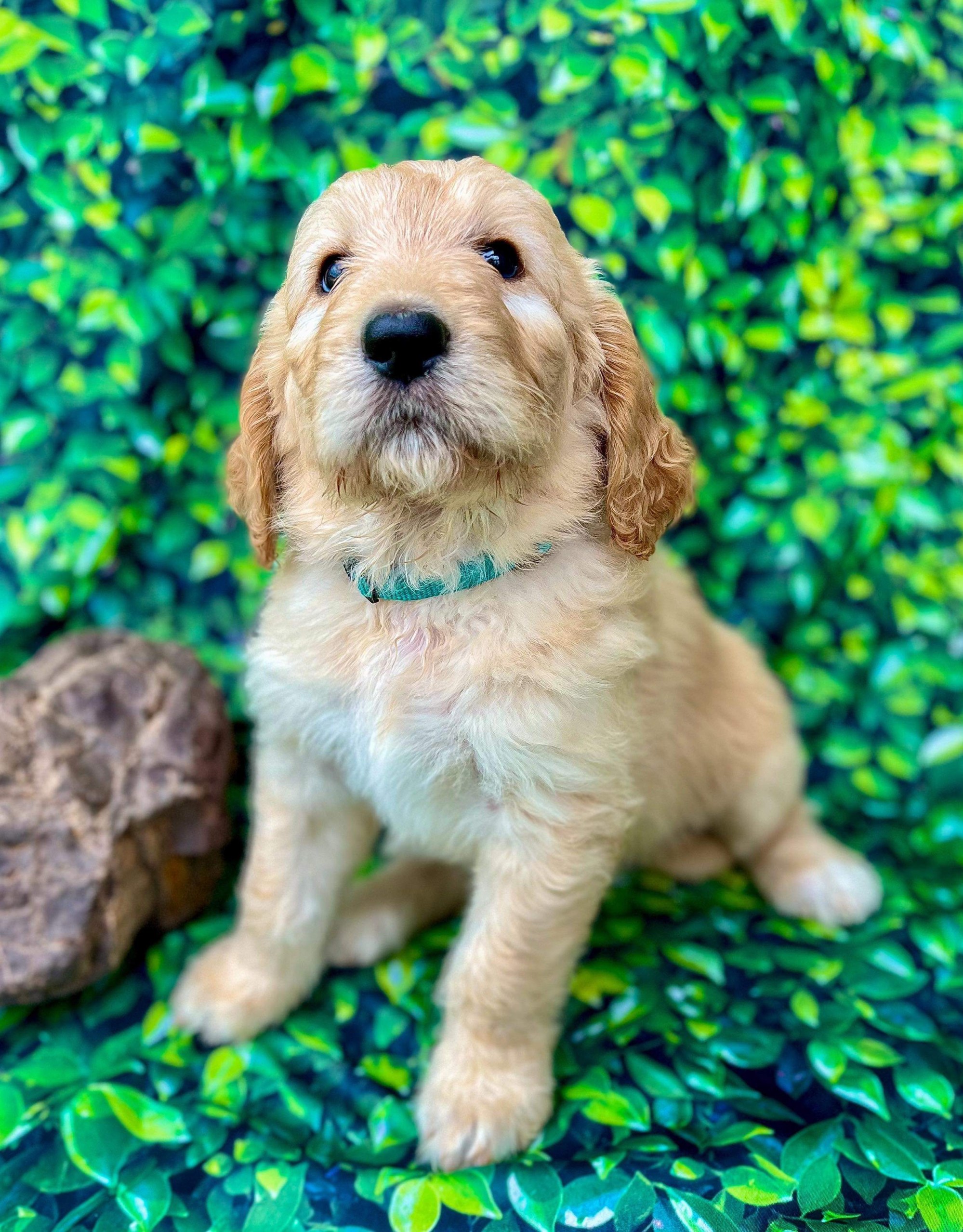 Available Bernedoodles – Kennel in the Pines