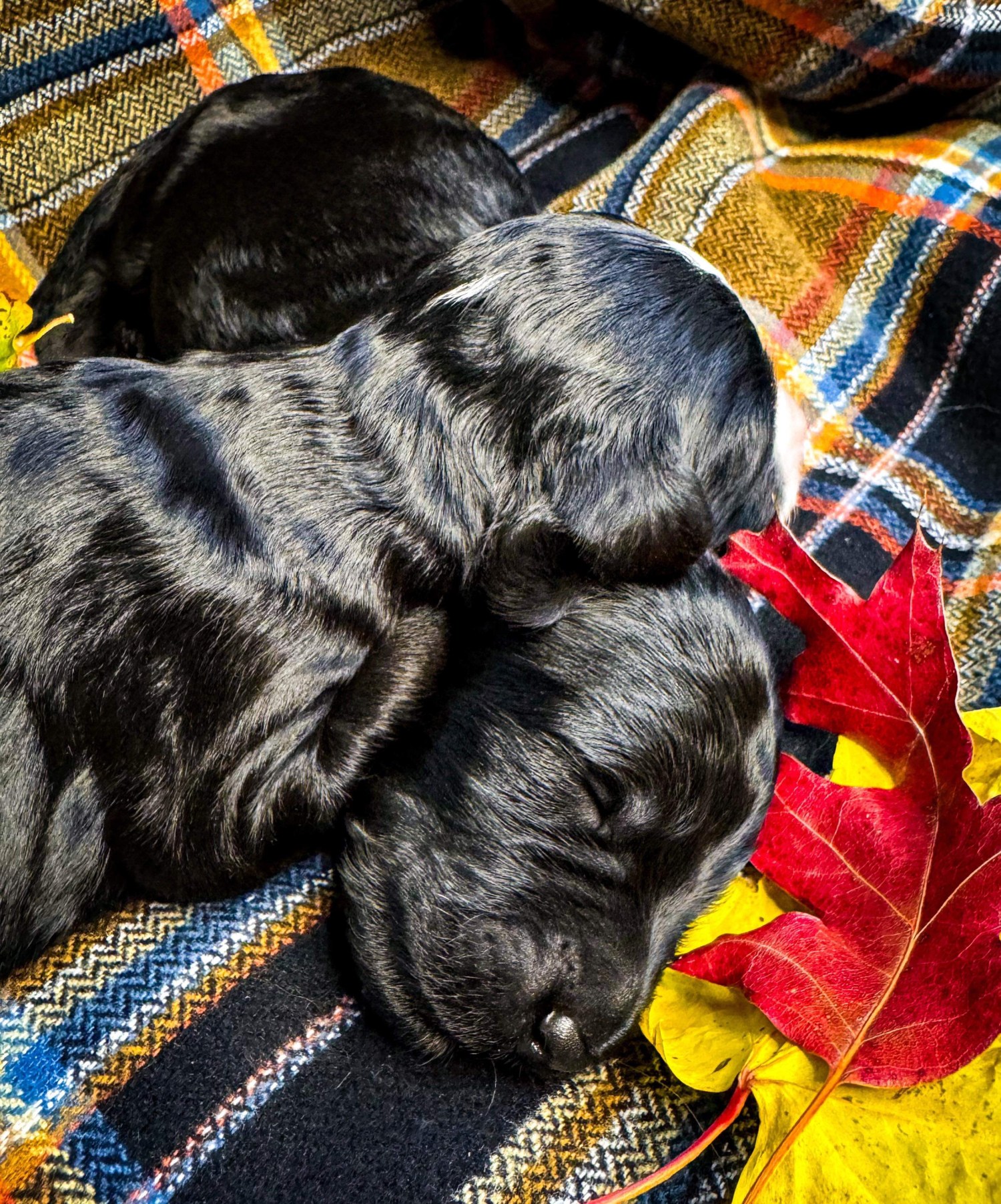 Available Bernedoodles – Kennel in the Pines