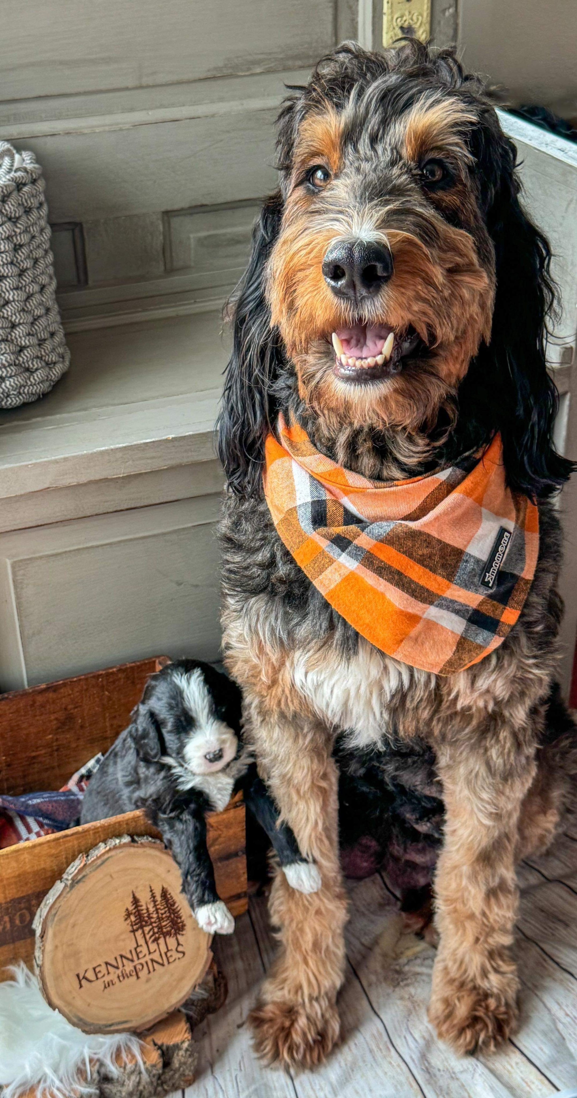 Available Bernedoodles – Kennel in the Pines