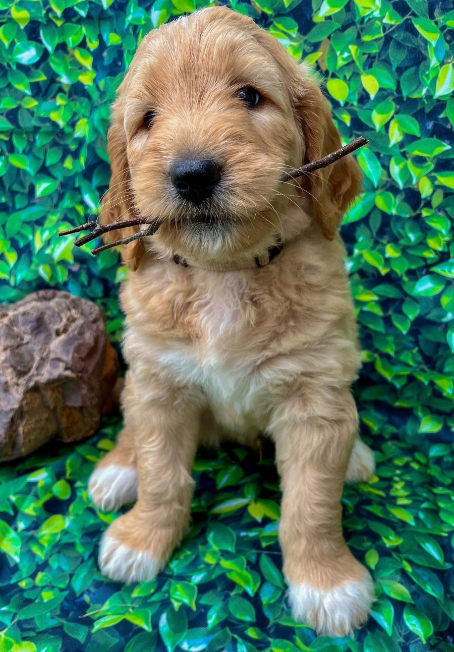 Available Bernedoodles – Kennel in the Pines