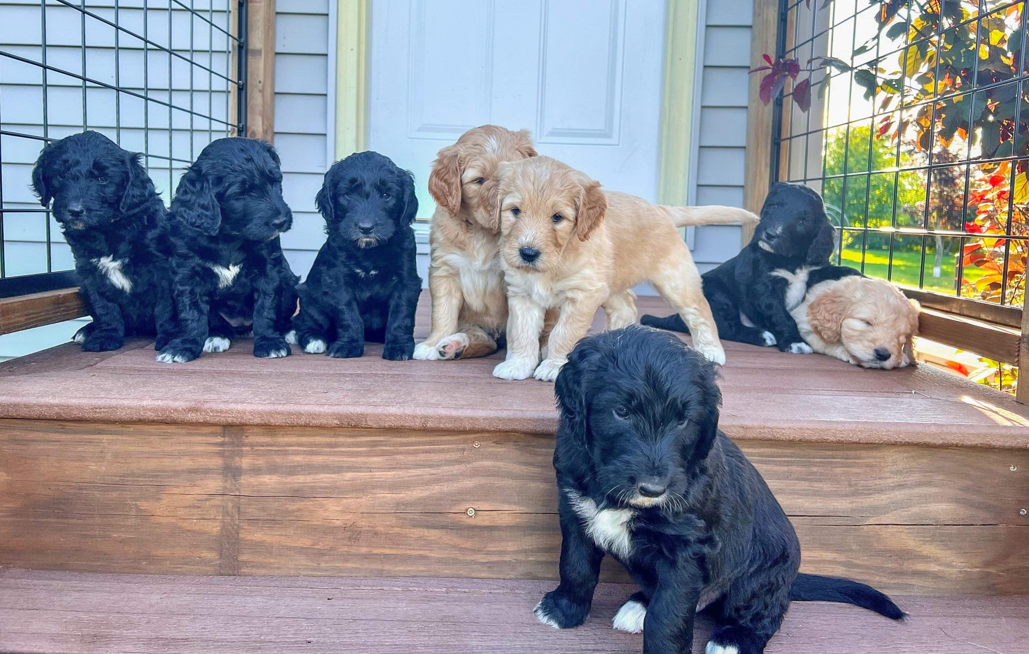 Available Bernedoodles – Kennel in the Pines