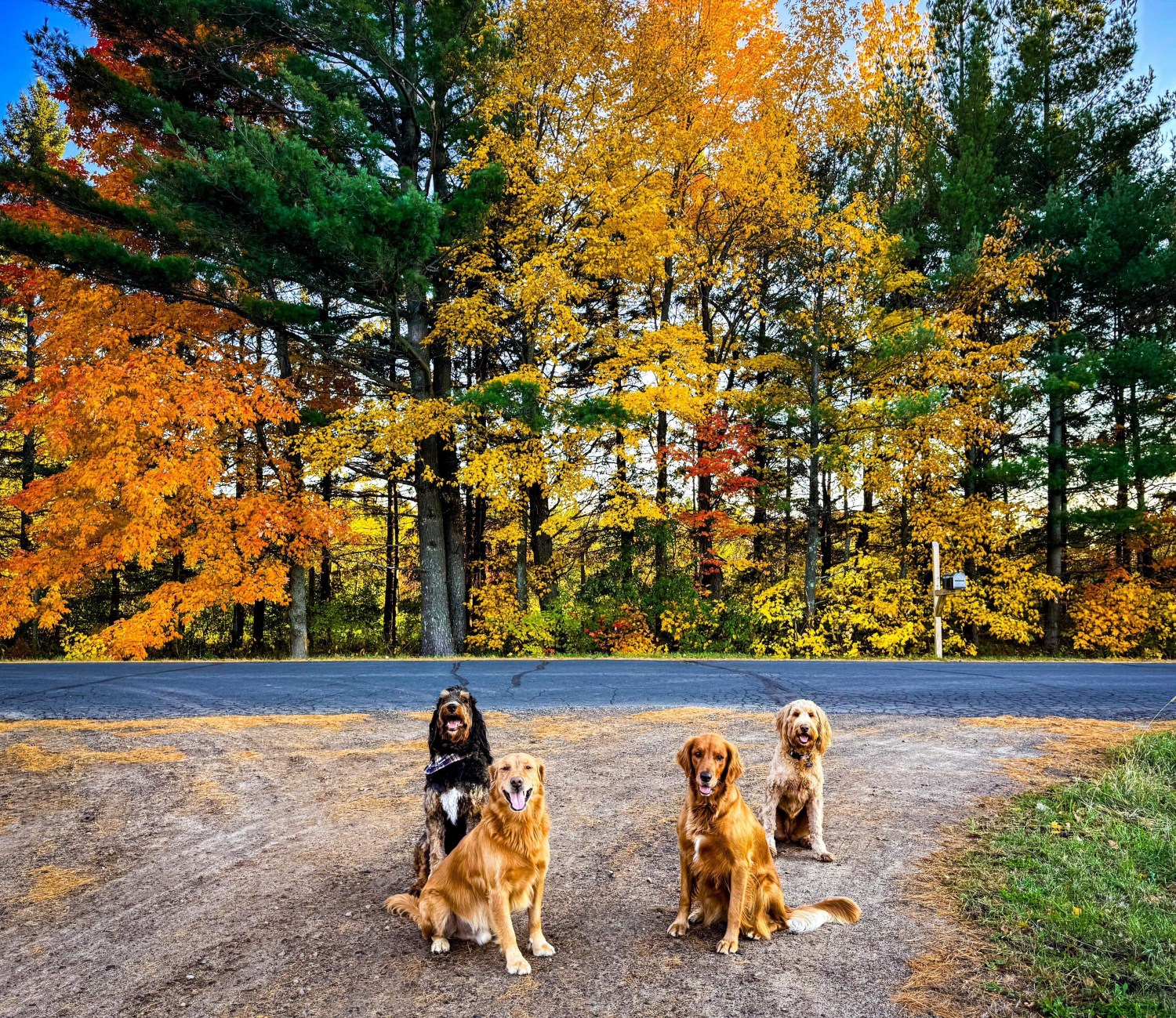 Available Bernedoodles – Kennel in the Pines